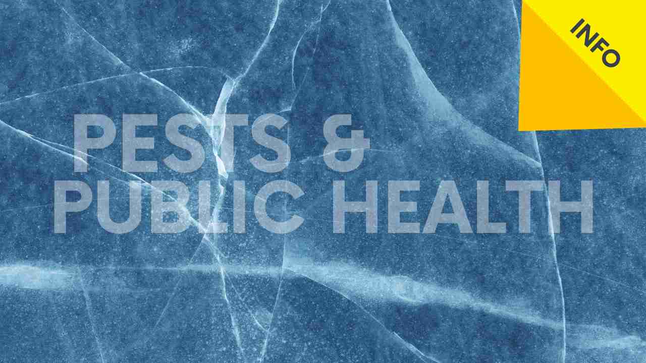 Pests And Public Health: Understanding The Risks | Pest Control'd
