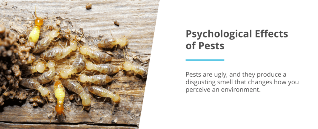 The Psychological Impact Of Pest Infestations | Pest Control'd