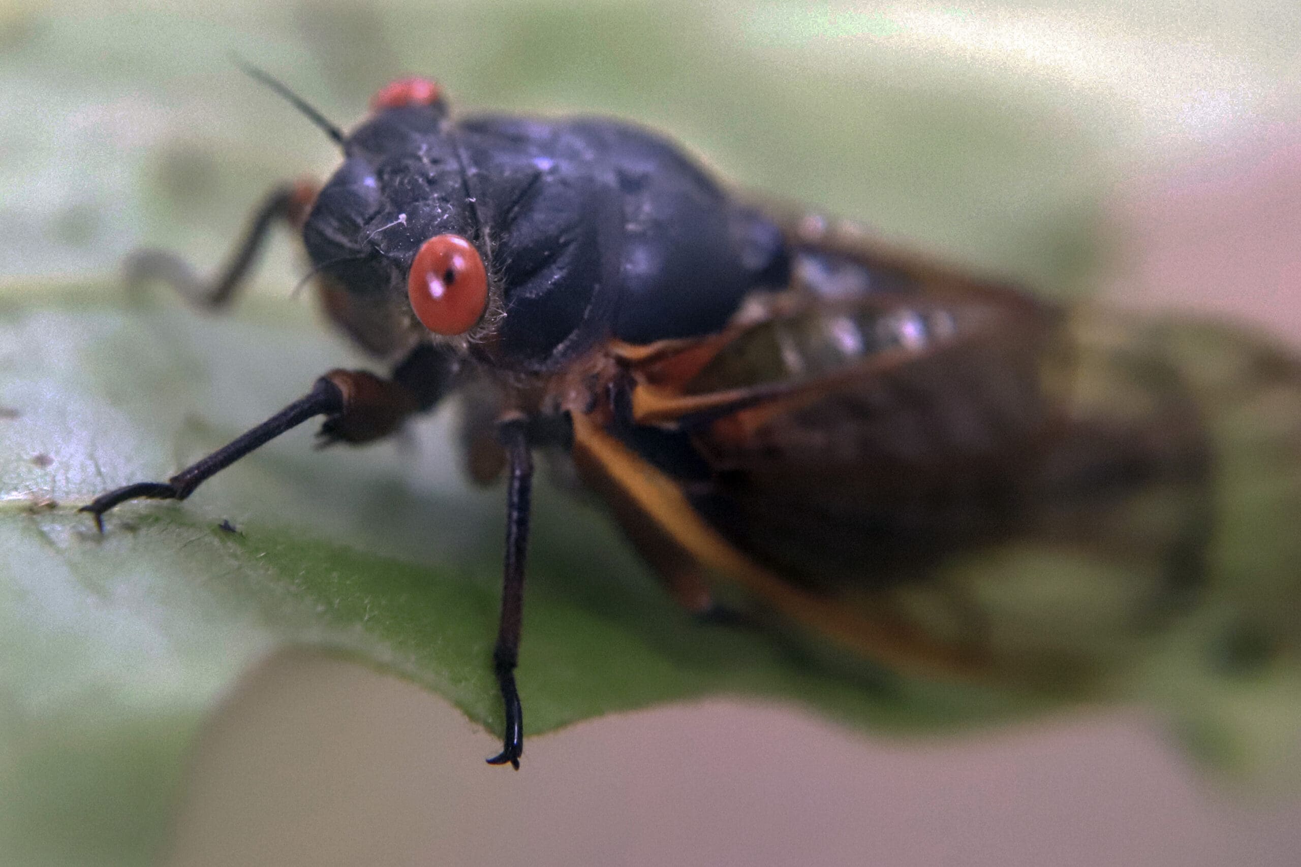 The Psychology Behind Fear Of Pests | Pest Control'd