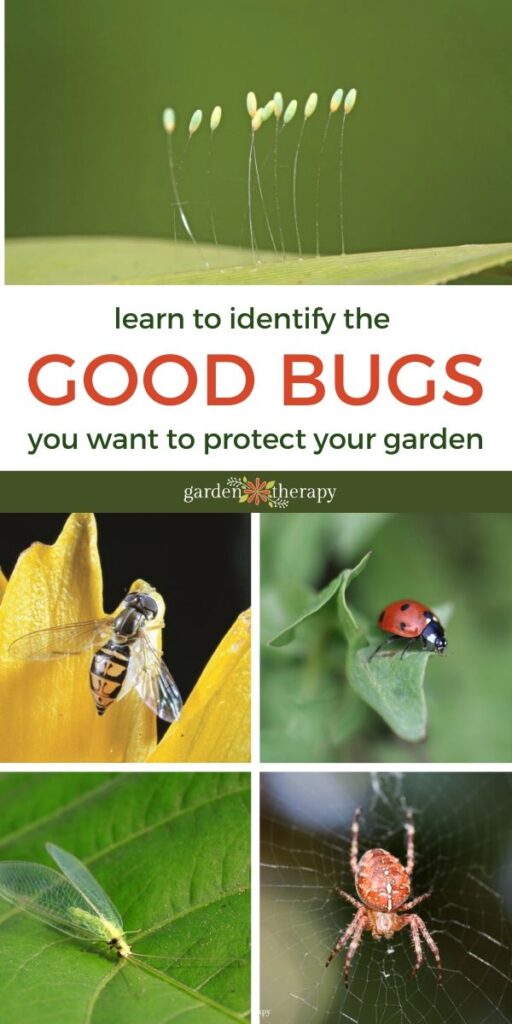 The Role Of Beneficial Insects In Your Garden | Pest Control'd