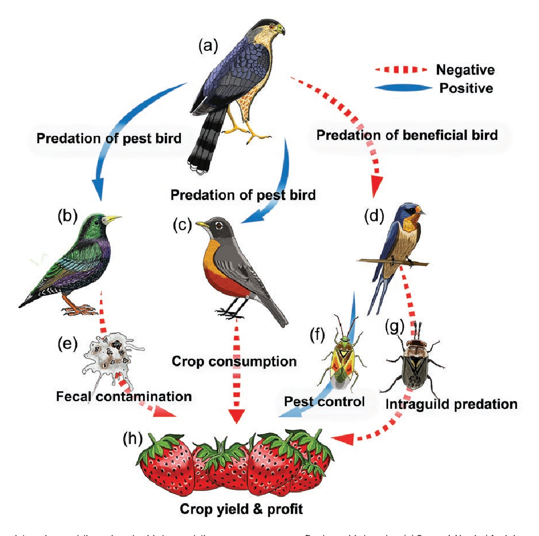 The Role Of Birds In Pest Control | Pest Control'd