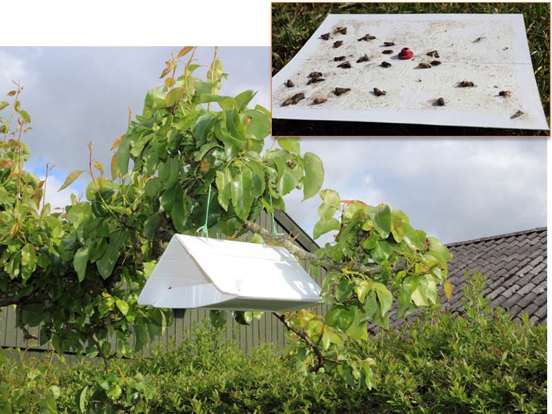 The Science Behind Pheromone Traps | Pest Control'd