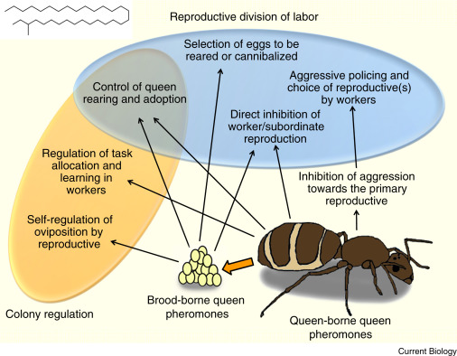 The Science Of Pheromones In Pest Control | Pest Control'd